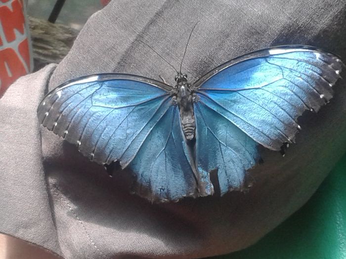 Unde ai văzut cei mai frumoşi fluturi? - efoartebine.ro